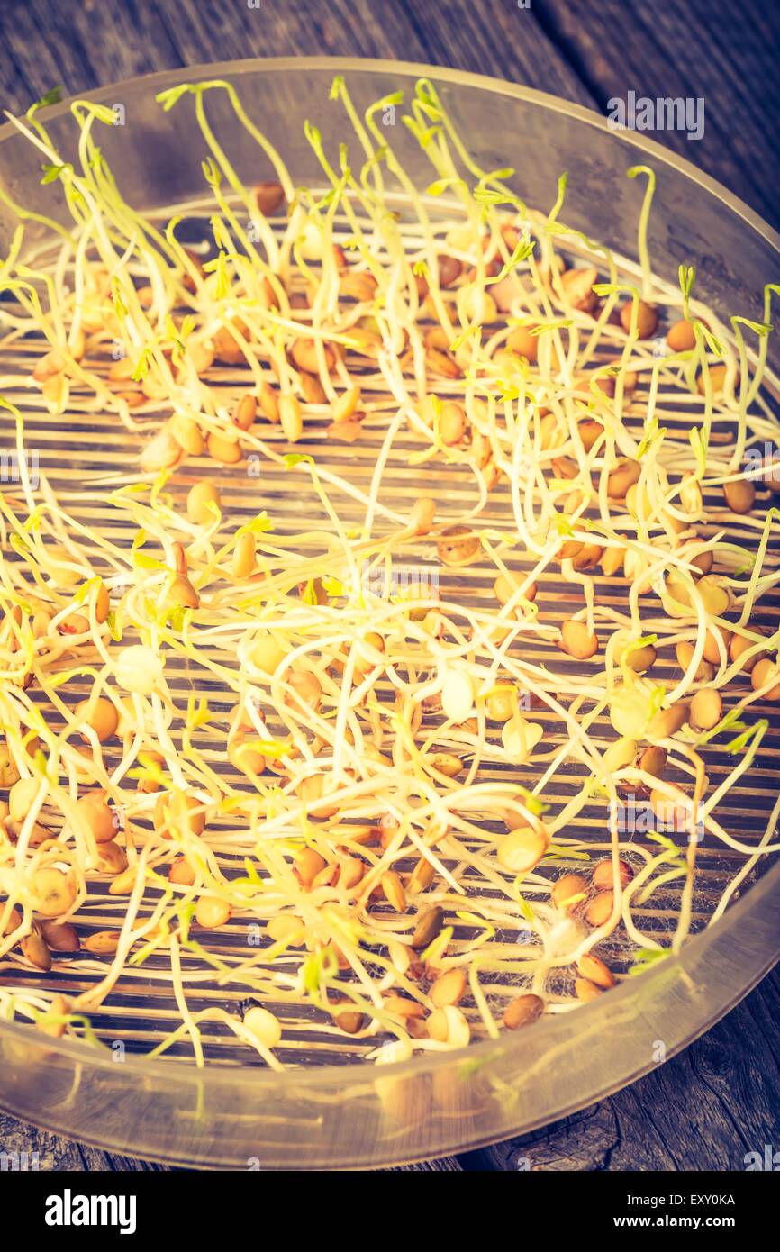 Vintage photo of germination of small plants. Home growing sprouts ...