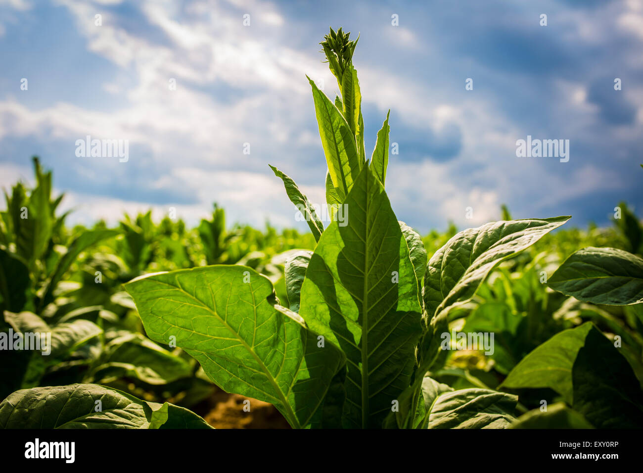 tobacco plantation on agricultural farm land Stock Photo - Alamy