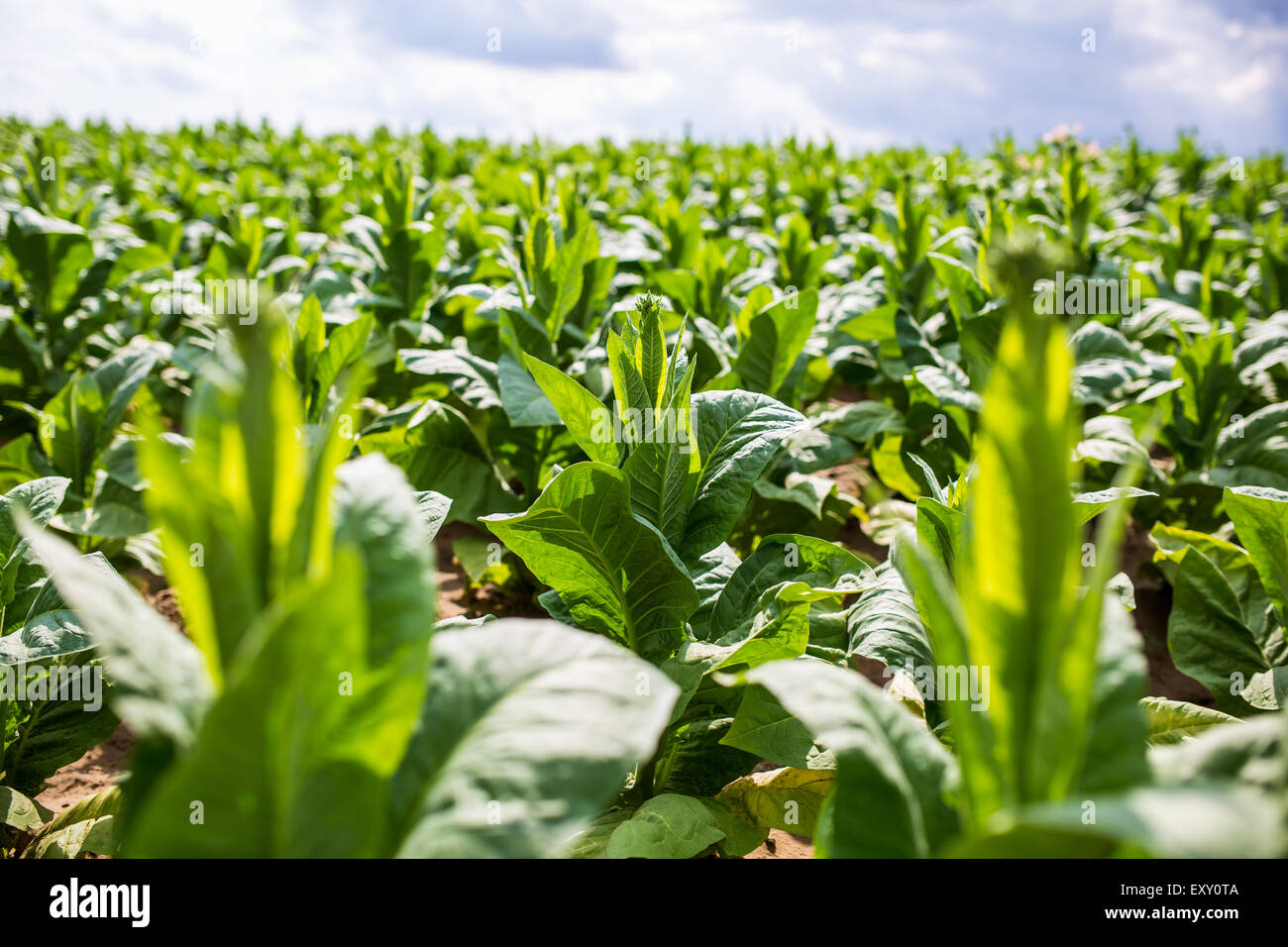 tobacco plantation on agricultural farm land Stock Photo - Alamy