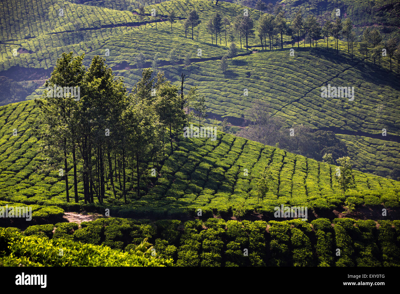 India tea plantation hi-res stock photography and images - Alamy