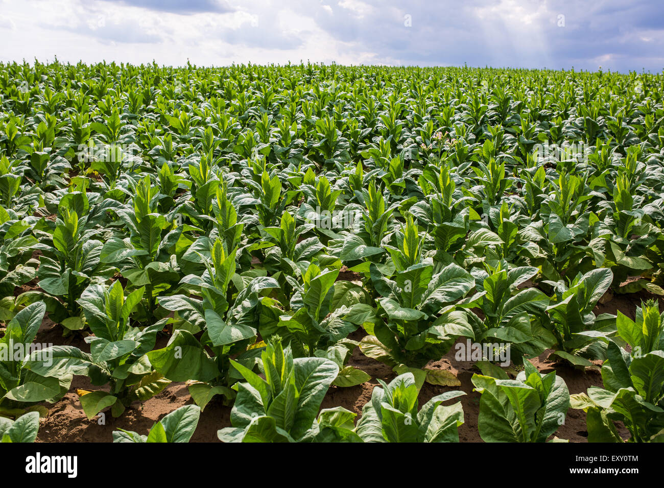 tobacco plantation on agricultural farm land Stock Photo - Alamy