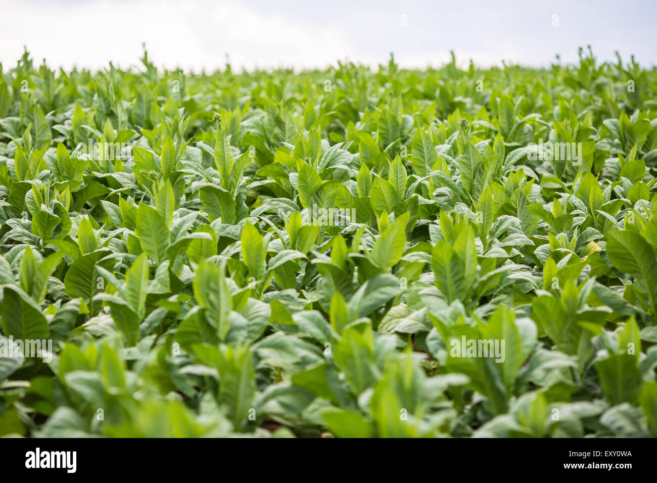 tobacco plantation on agricultural farm land Stock Photo - Alamy