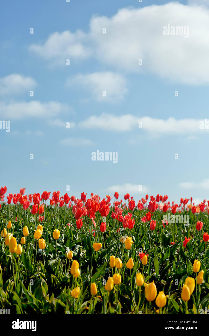 Colorful tulip field, Tulip Fest, Wooden Shoe Tulip Farm, Woodburn ...