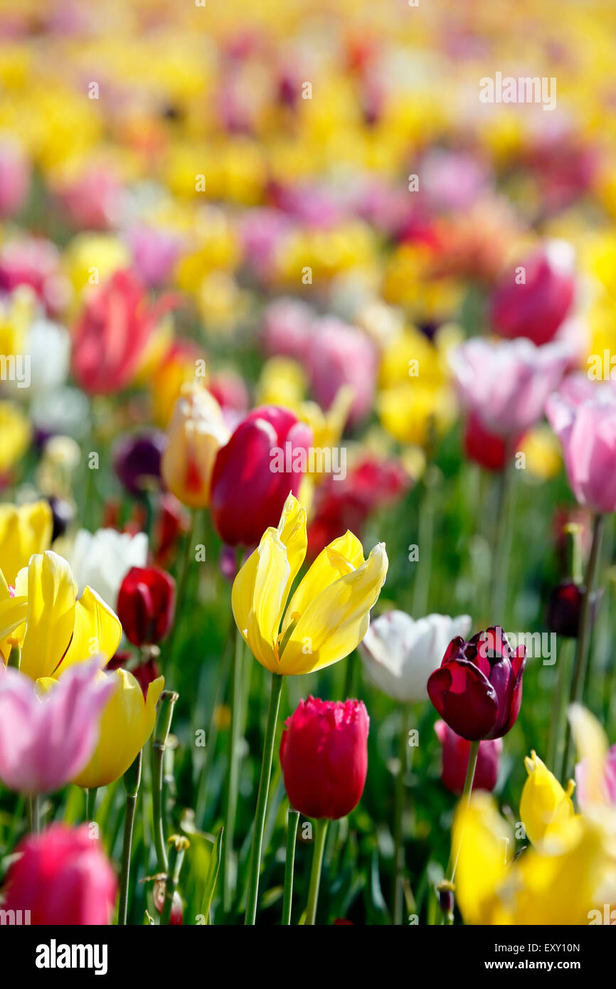 Colorful tulip field, Tulip Fest, Wooden Shoe Tulip Farm, Woodburn ...