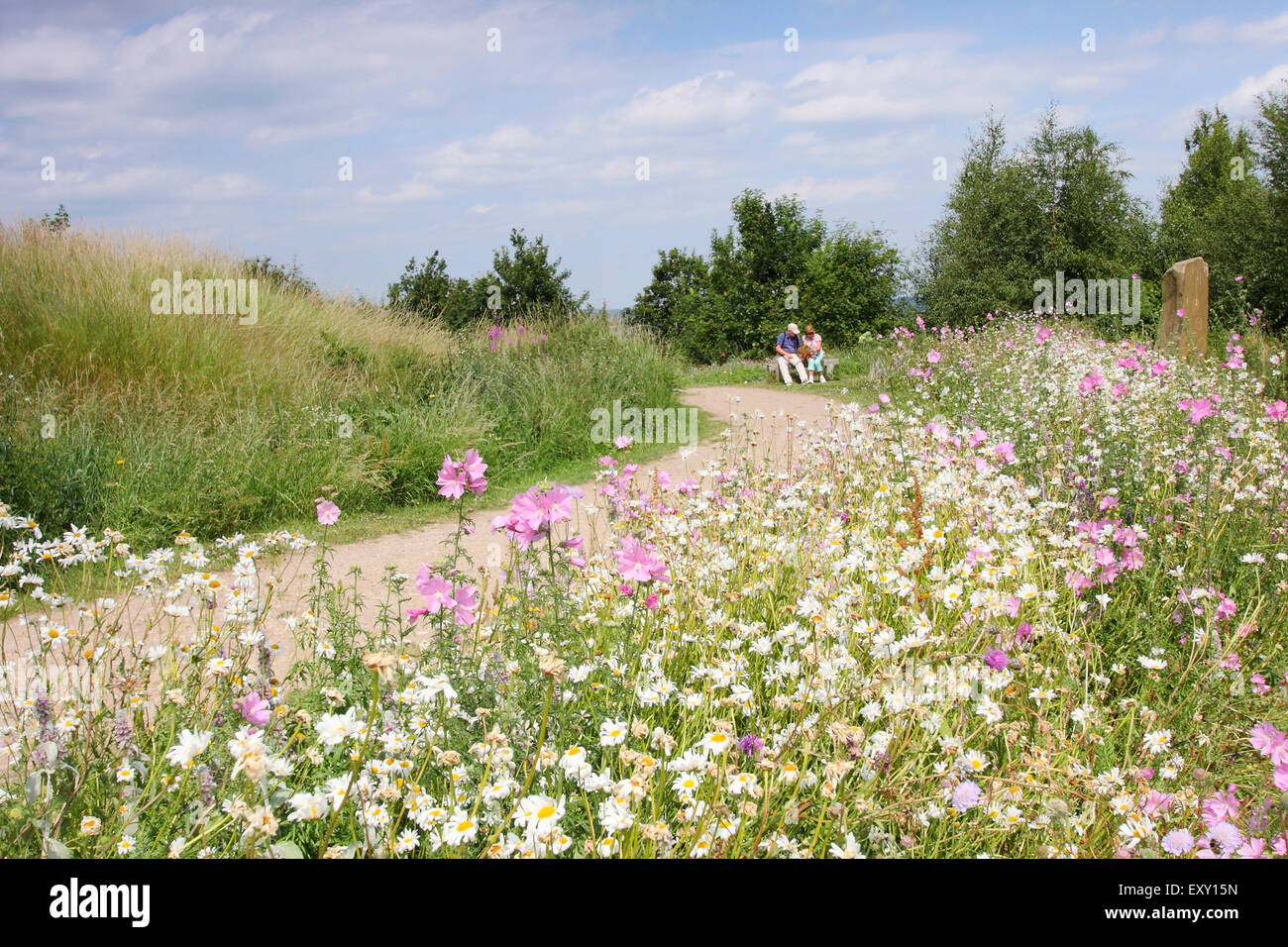 People rest on a bench beside a wildflower meadow that fringes a path ...