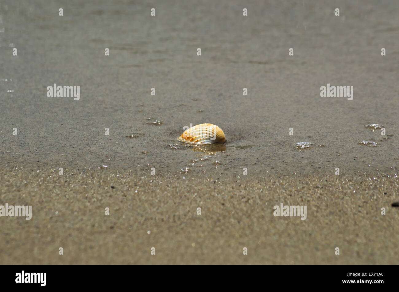 shell on water's edge Stock Photo - Alamy