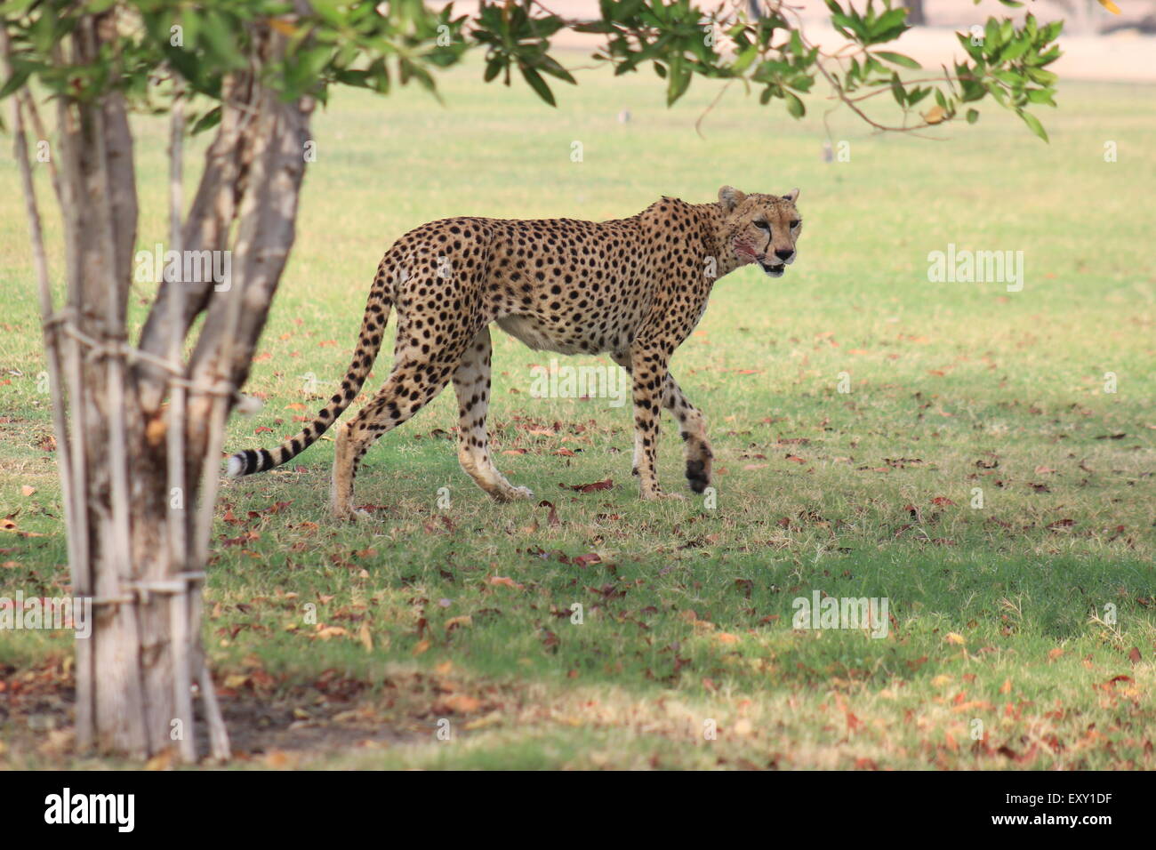Cheeta hi-res stock photography and images - Alamy