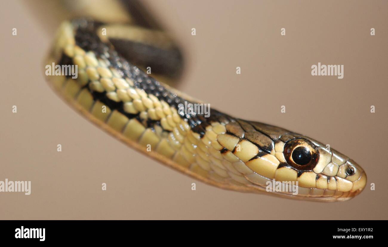 Cute snake hi-res stock photography and images - Alamy