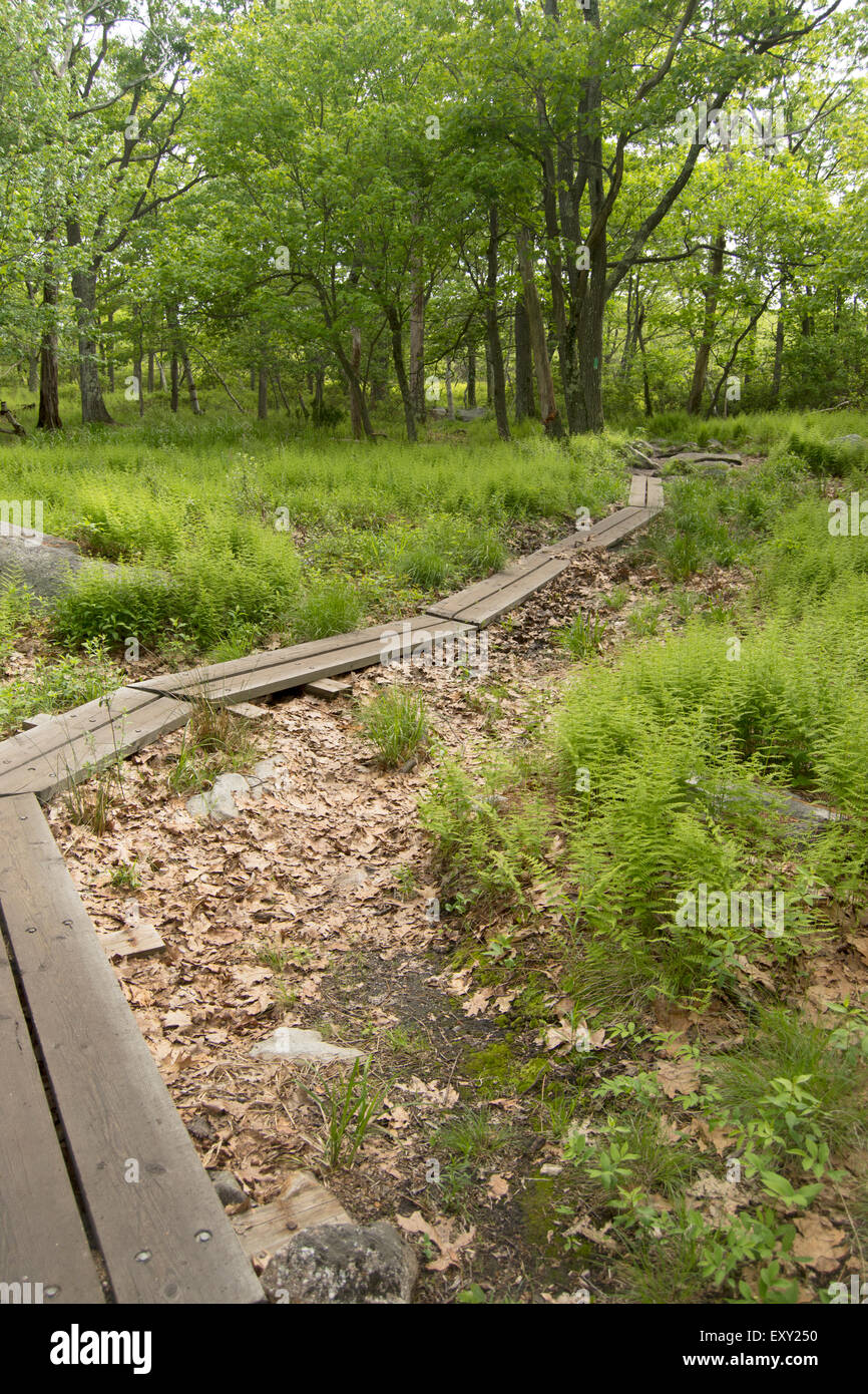 hiking path and wood planks, Sam's Point New York Stock Photo - Alamy