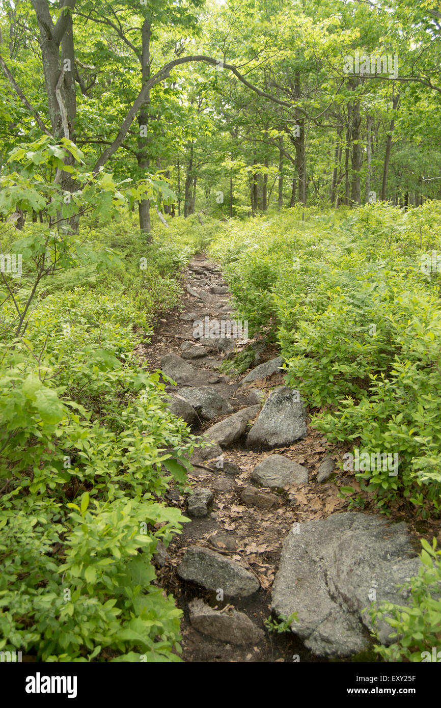 Healthy bushes hi-res stock photography and images - Alamy
