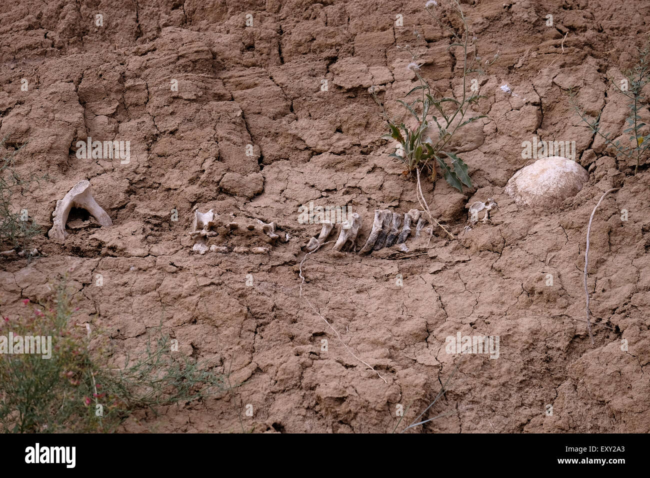 Skeleton Remains Human High Resolution Stock Photography and Images - Alamy