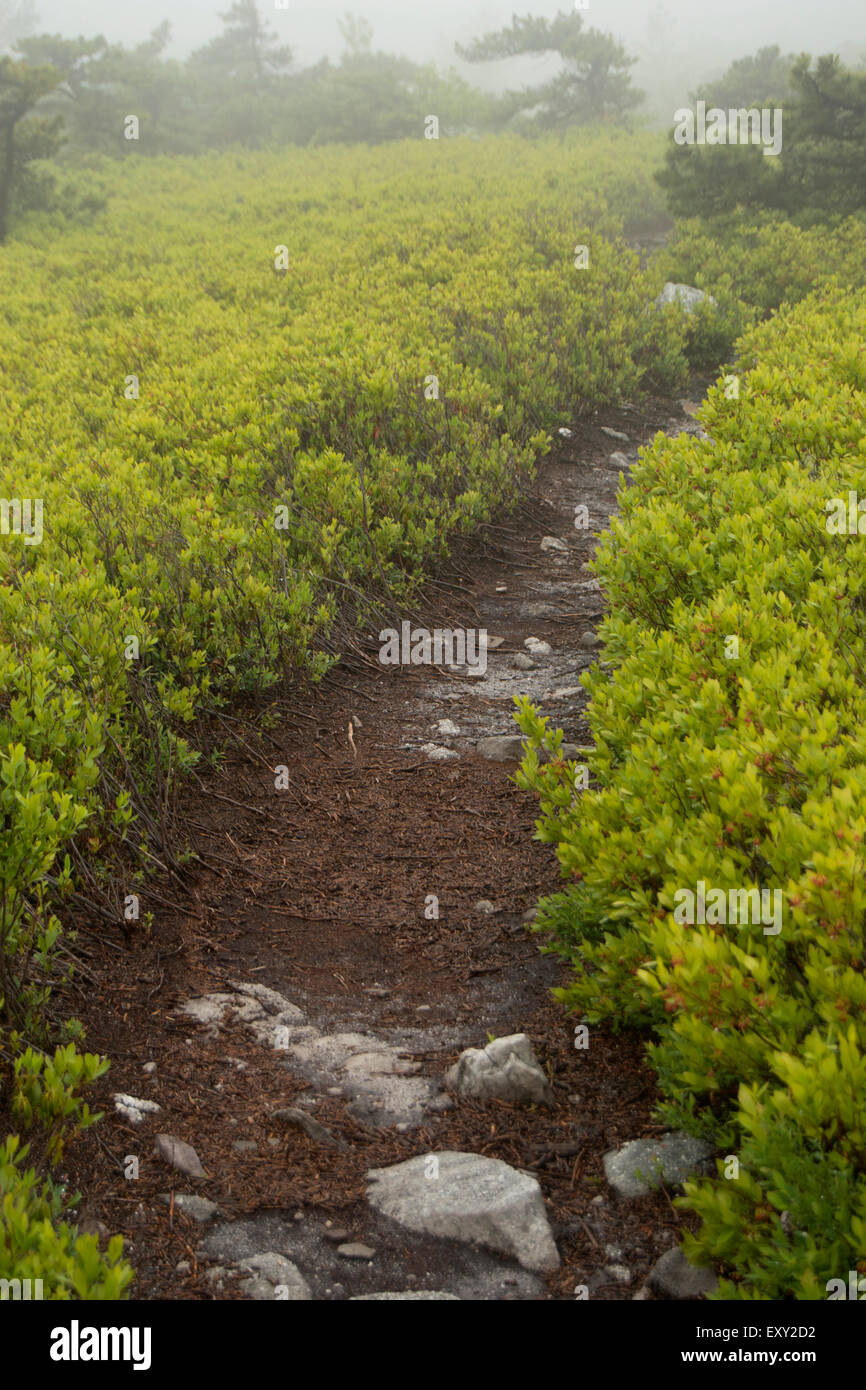 Blueberry bushes hi-res stock photography and images - Alamy