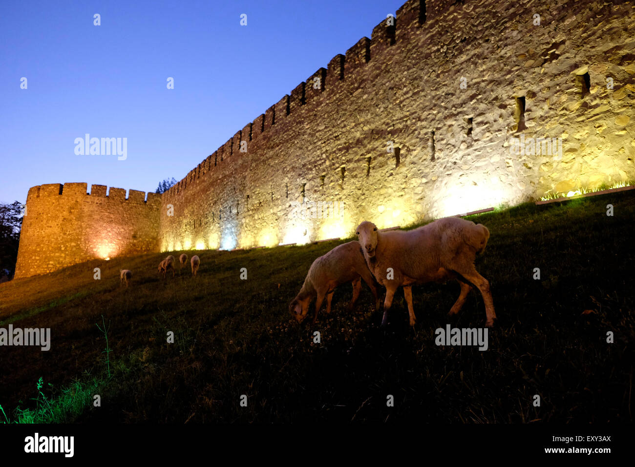 A flock of sheep grazing next to the 15th century Shaki fortress in the ...