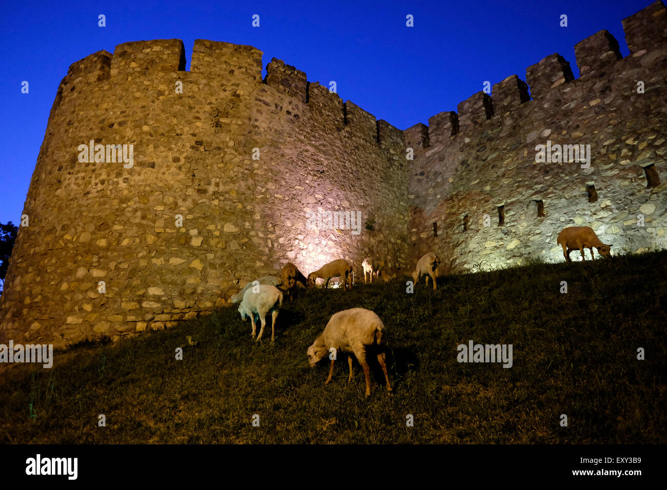 A flock of sheep grazing next to the 15th century Shaki fortress in the ...