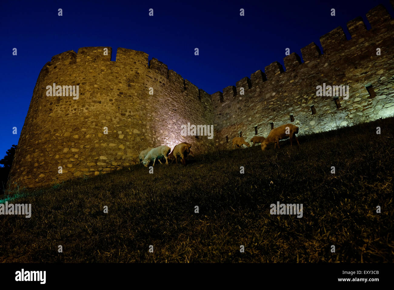 A flock of sheep grazing next to the 15th century Shaki fortress in the ...