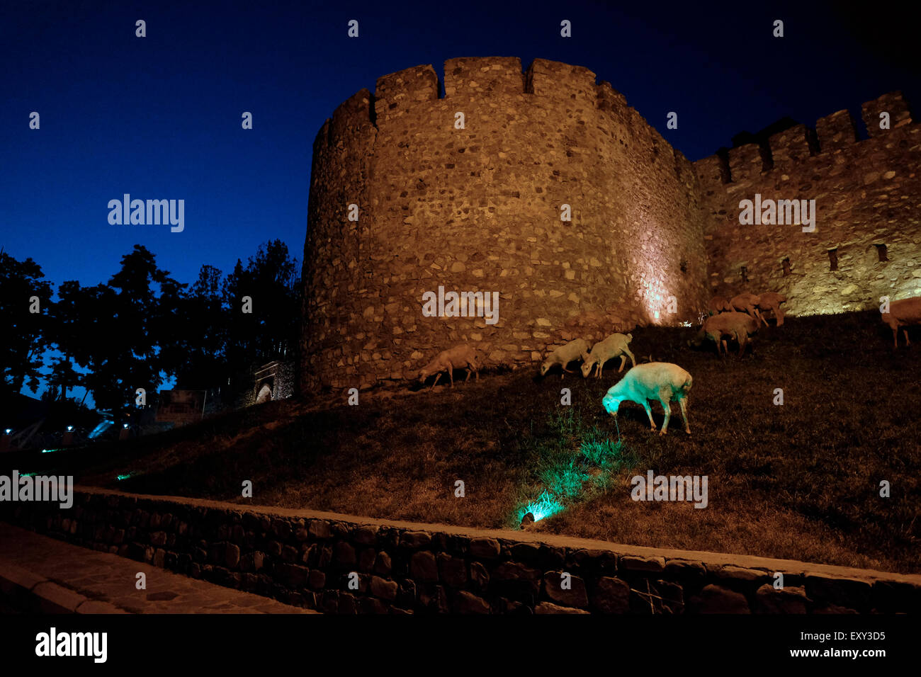 A flock of sheep grazing next to the 15th century Shaki fortress in the ...