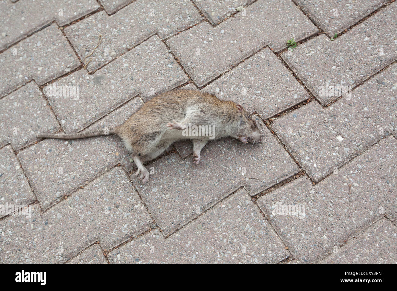 Sad rat hi-res stock photography and images - Alamy