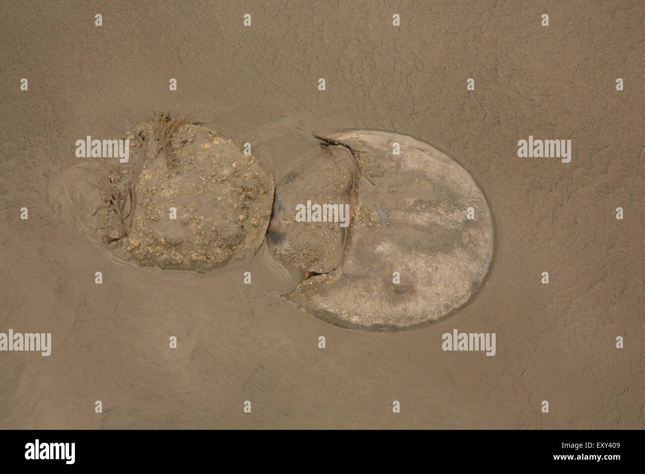 Atlantic mud crab hi-res stock photography and images - Alamy