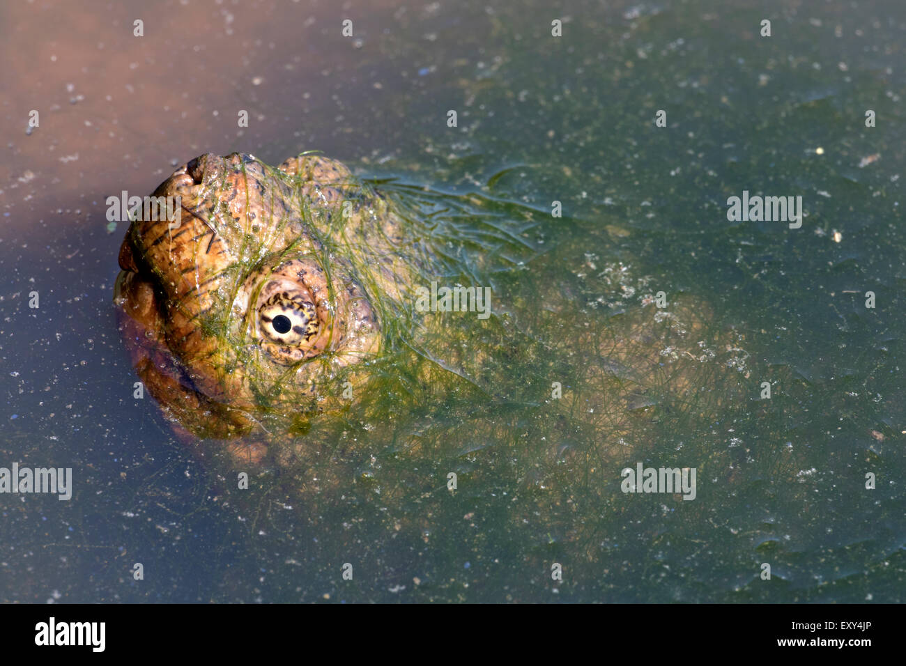 snapping turtle, Chelydra serpentina, Virginia Stock Photo - Alamy