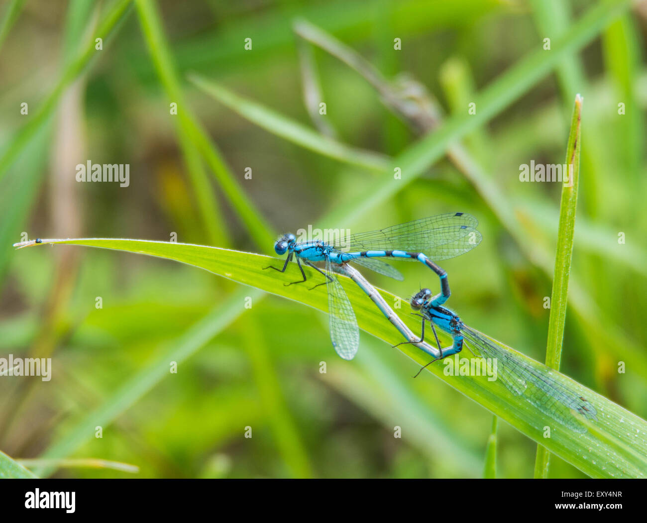 Bluets hi-res stock photography and images - Alamy