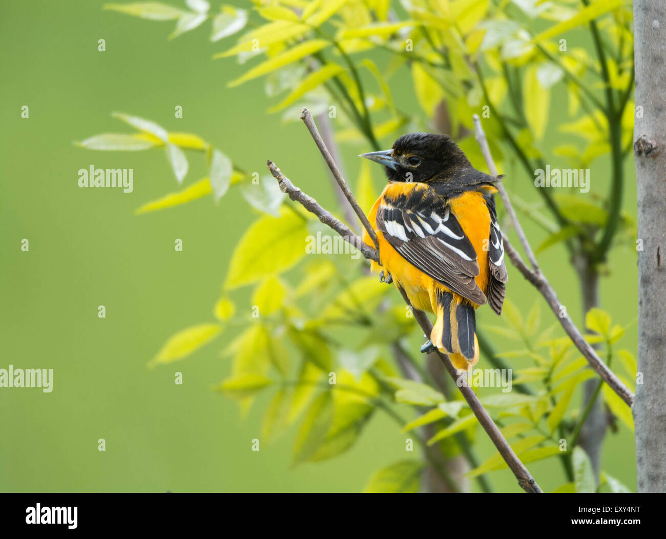 Male Oriole Stock Photos & Male Oriole Stock Images - Alamy