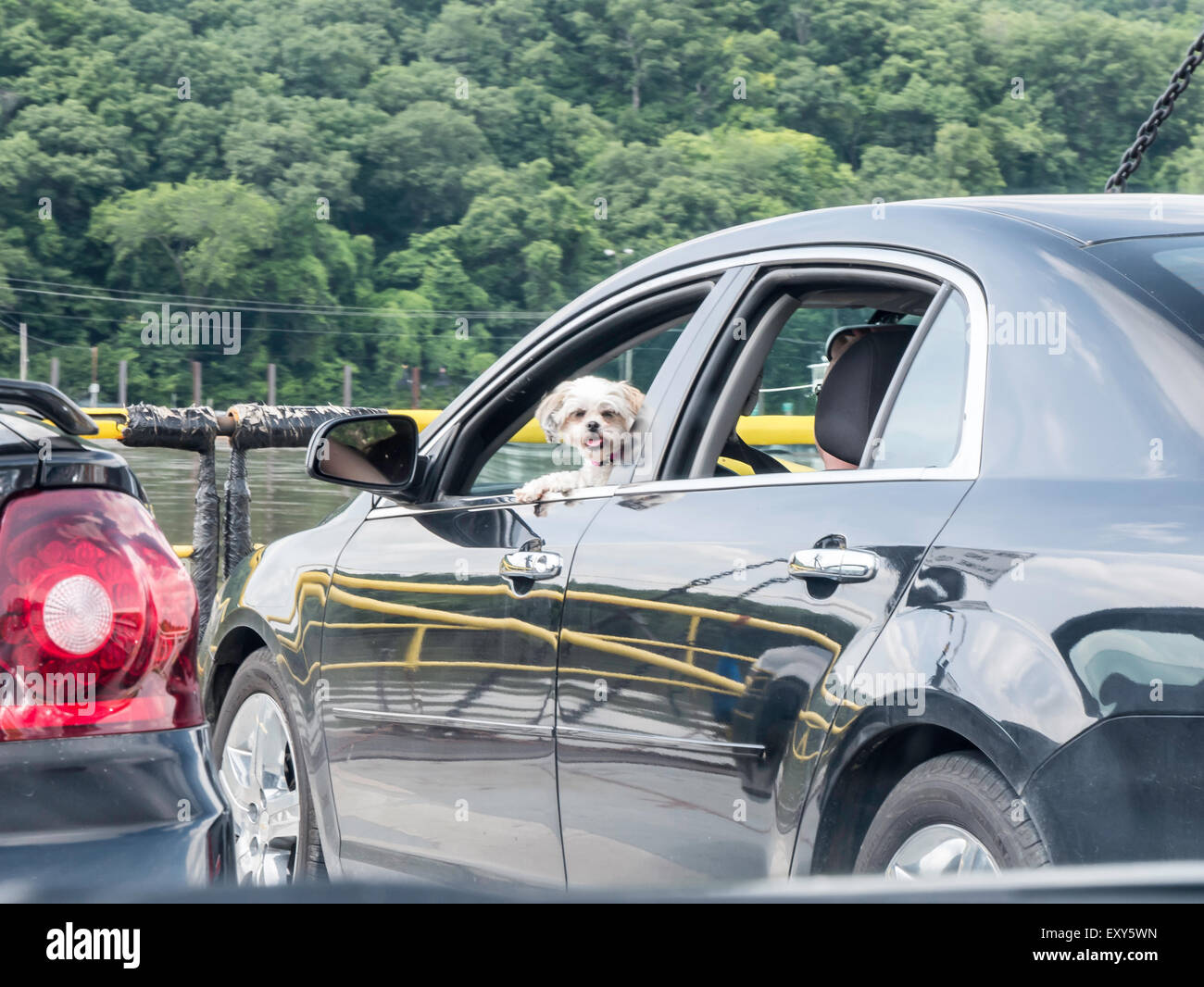 Cute small dog in driver's seat of car as it crosses river on ferry ...