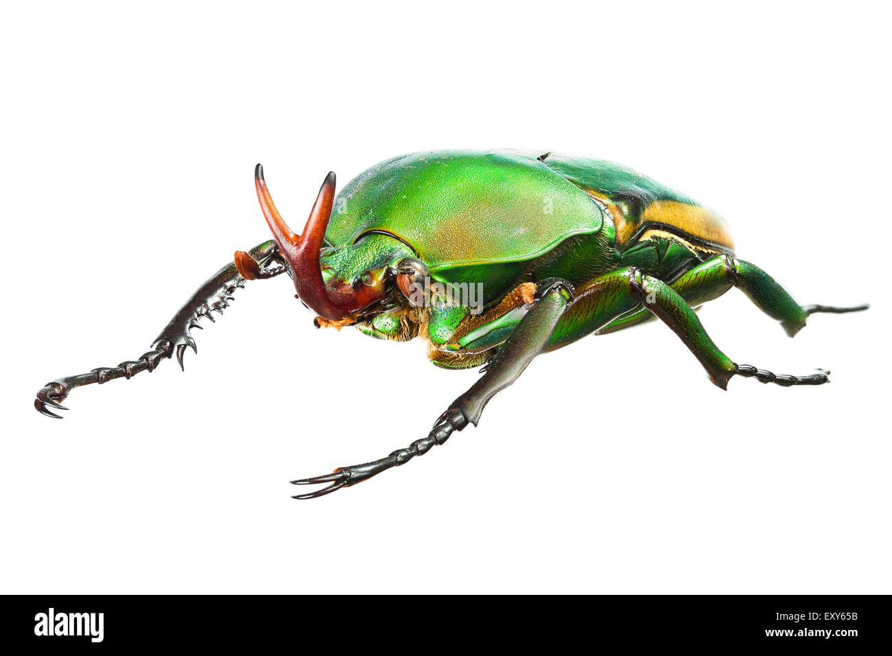Lateral close-up of beetle Stock Photo - Alamy