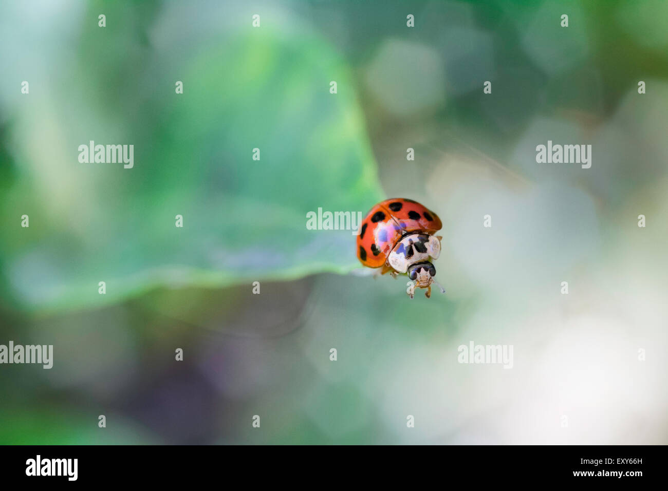 Ladybug over leaf about to fly Stock Photo - Alamy