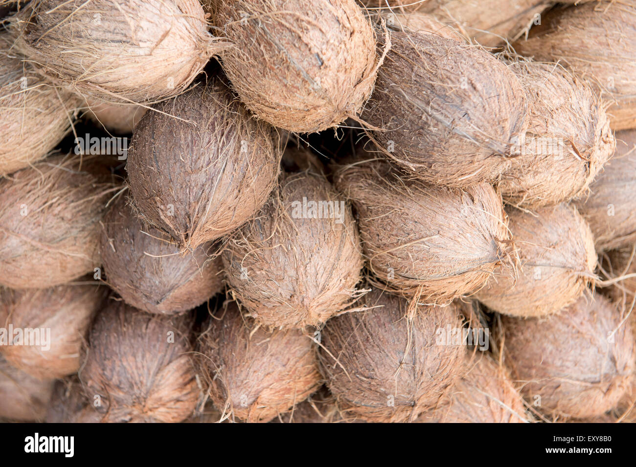 Stack of fresh brown coconuts in natural tropical light at the outdoor ...