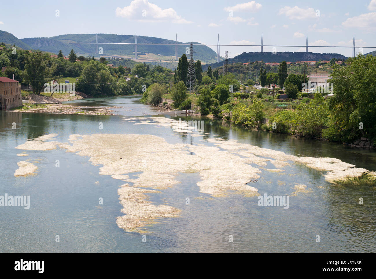 Blooms of aquatic buttercup growing in the river Tarn at Millau ...