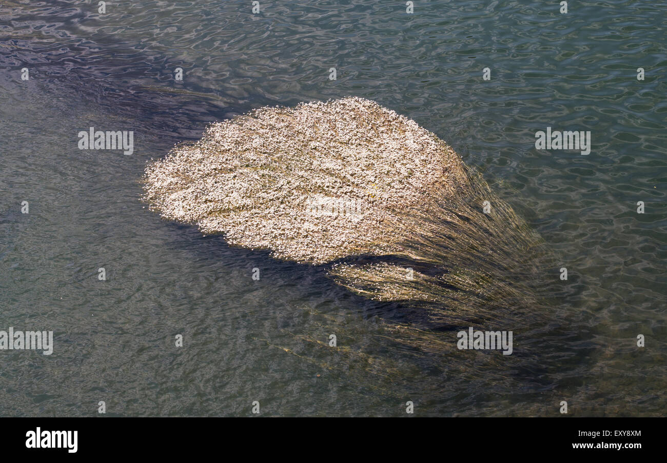 A bloom of aquatic buttercup growing in the river Tarn at Millau ...