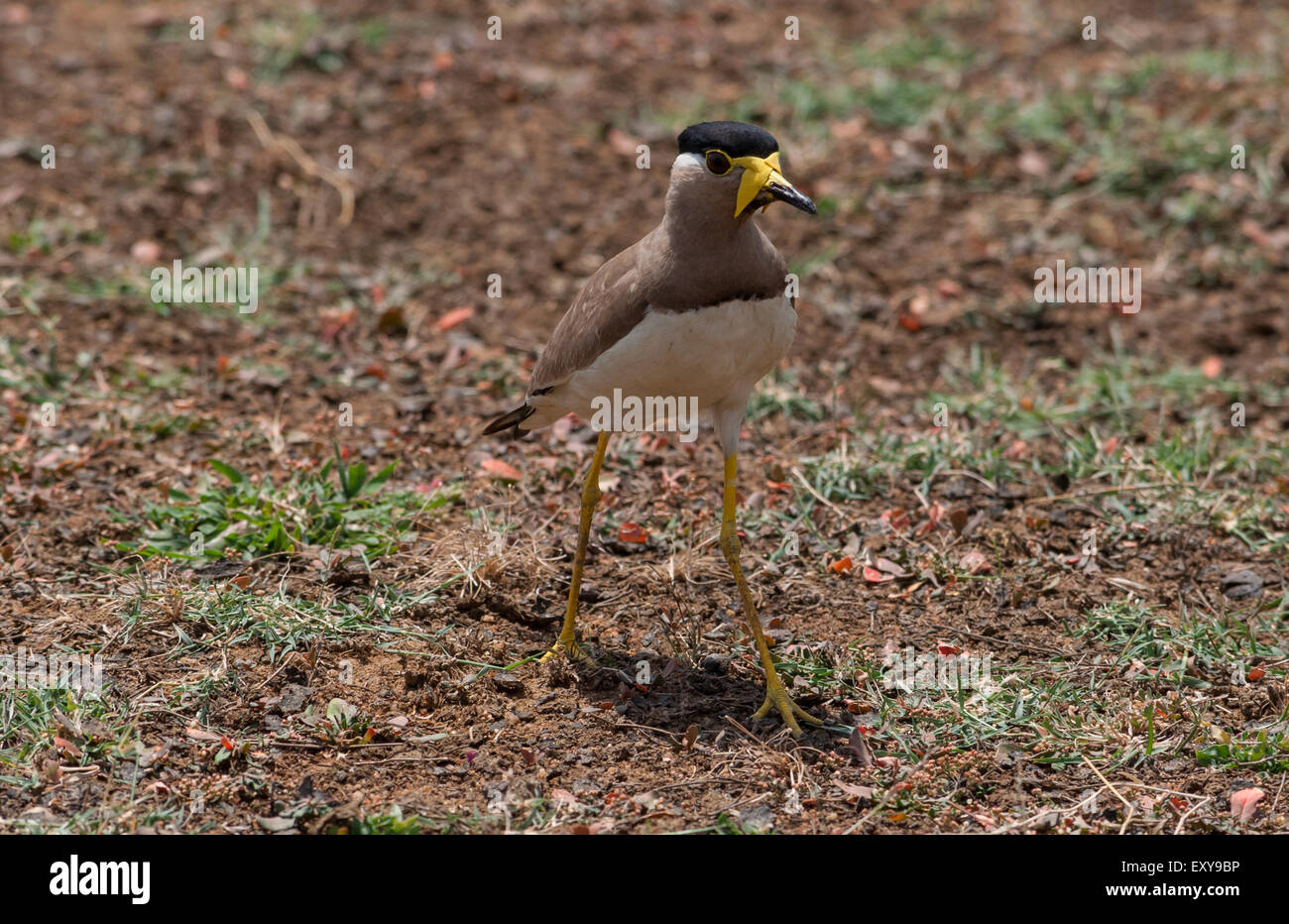 Yellow-wattled Lapwing (Vanellus malabaricus Stock Photo - Alamy