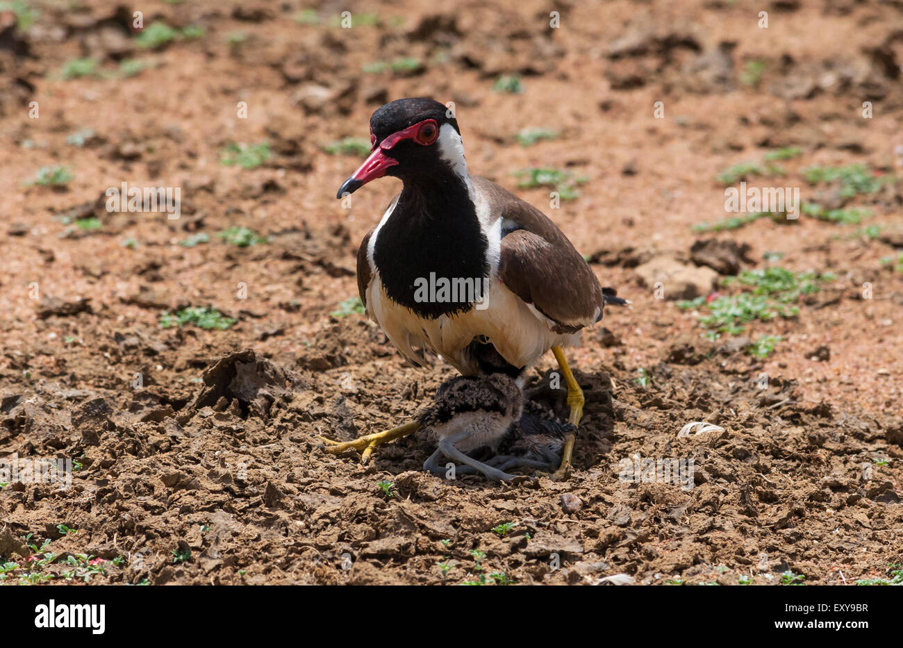 Red-wattled Lapwing (Vanellus indicus Stock Photo - Alamy