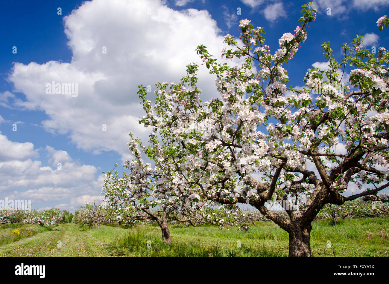 Big apple tree hi-res stock photography and images - Alamy