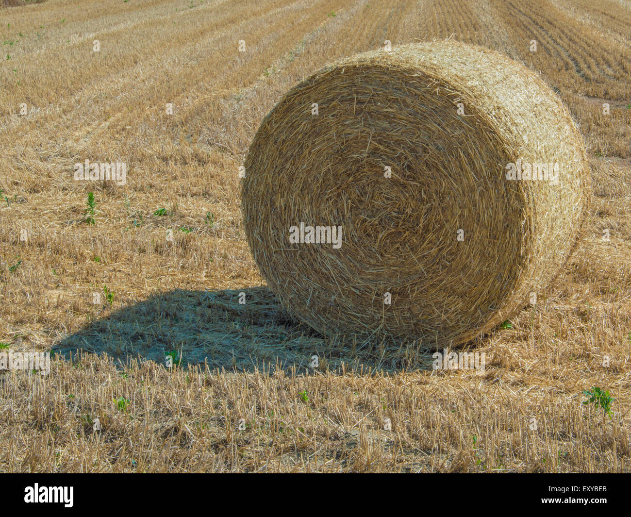 On hay bale hi-res stock photography and images - Alamy