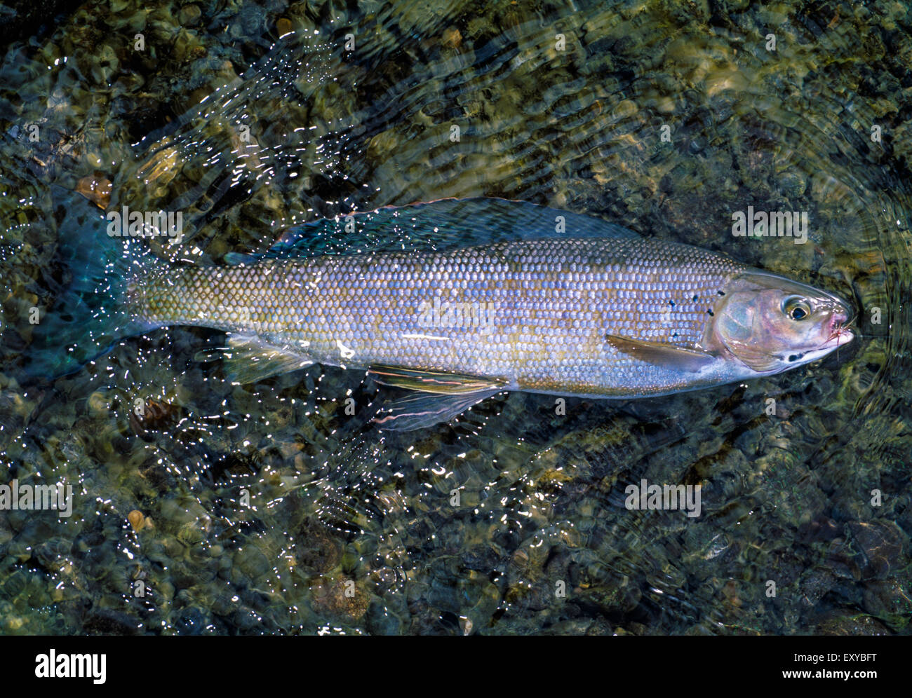 Arctic grayling caught on a dry fly in Kathleen River and then released ...