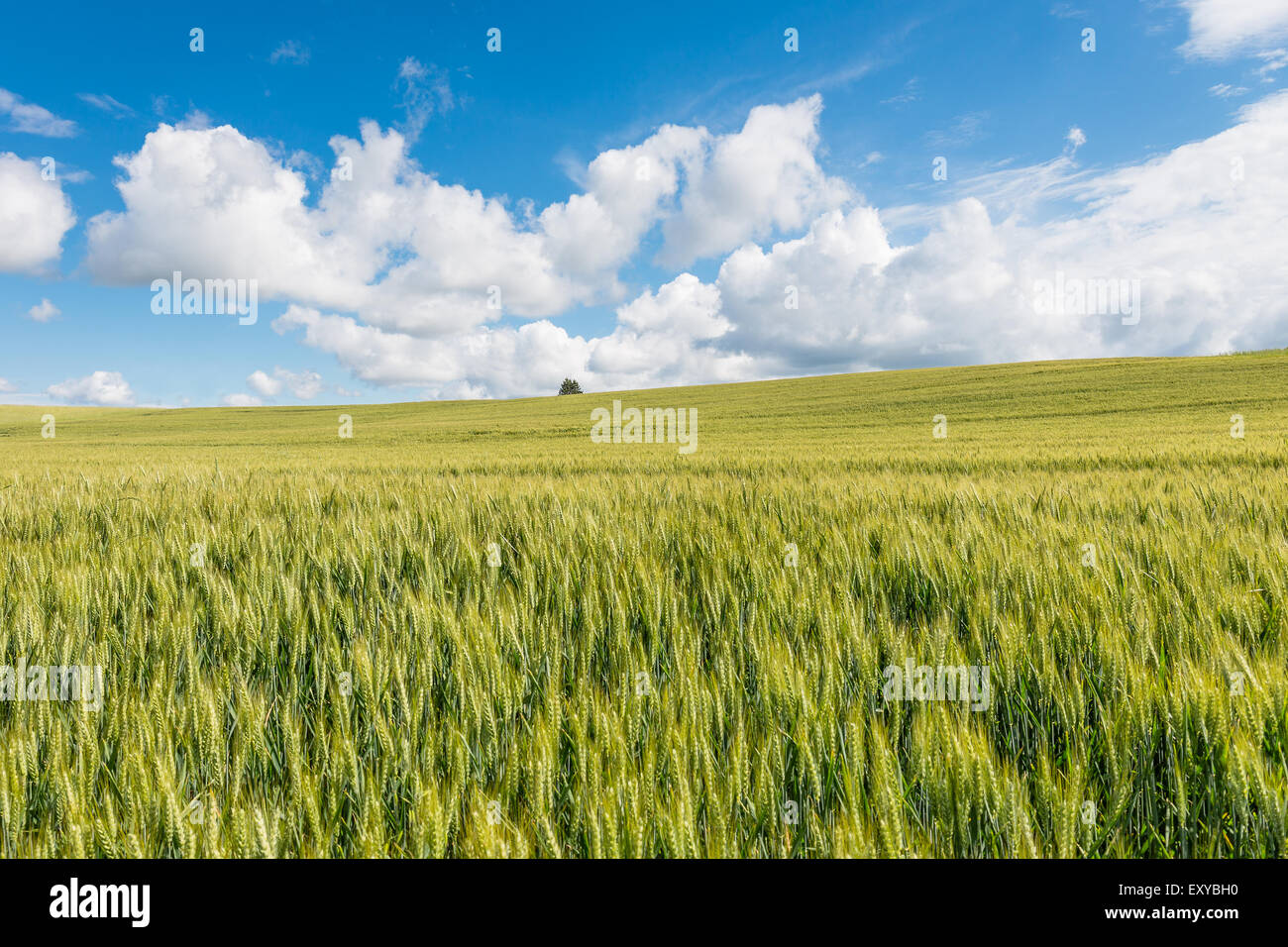 Wheat field and blue sky Stock Photo - Alamy