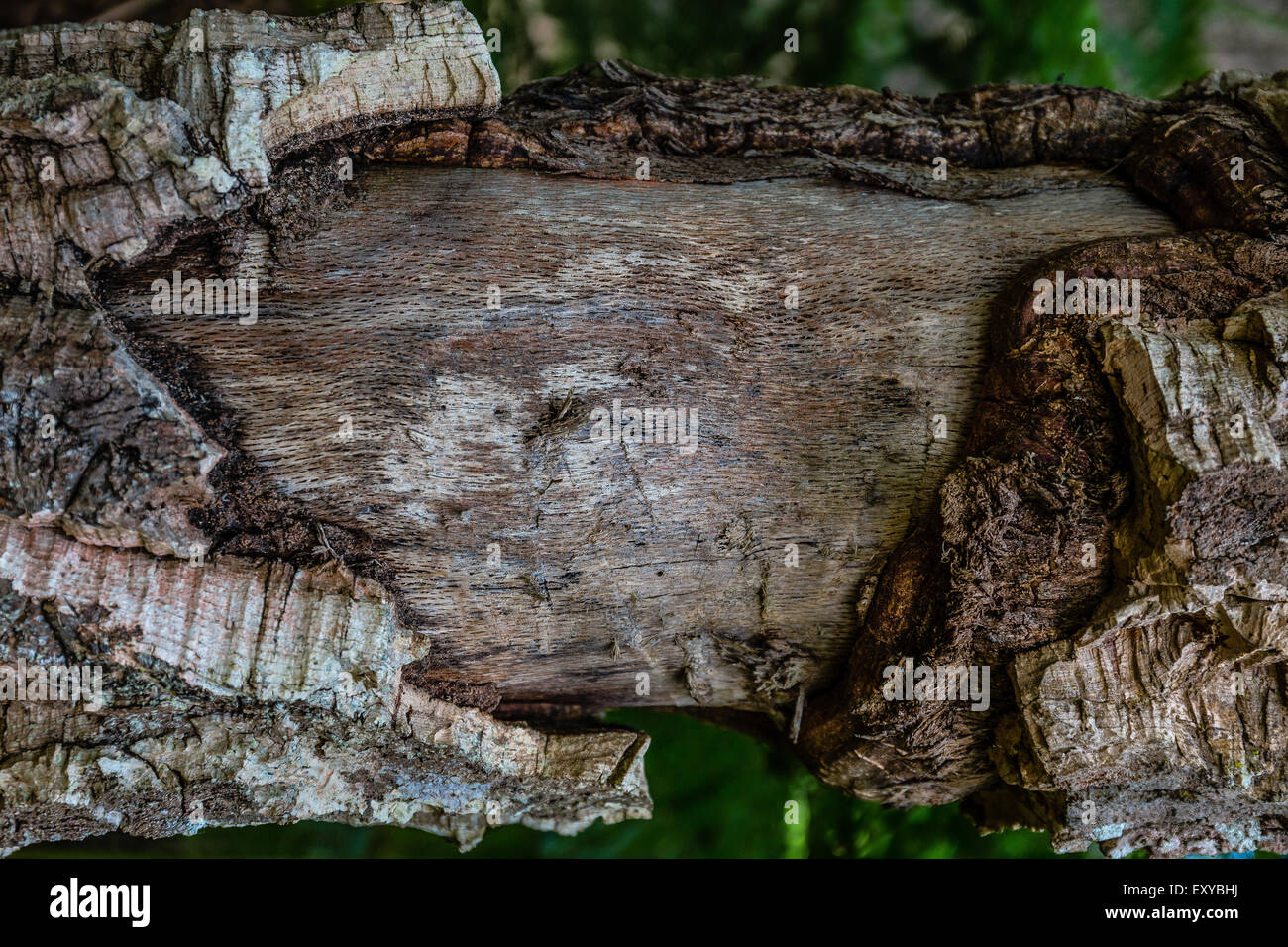 Wood trunk showing tree pith Stock Photo - Alamy
