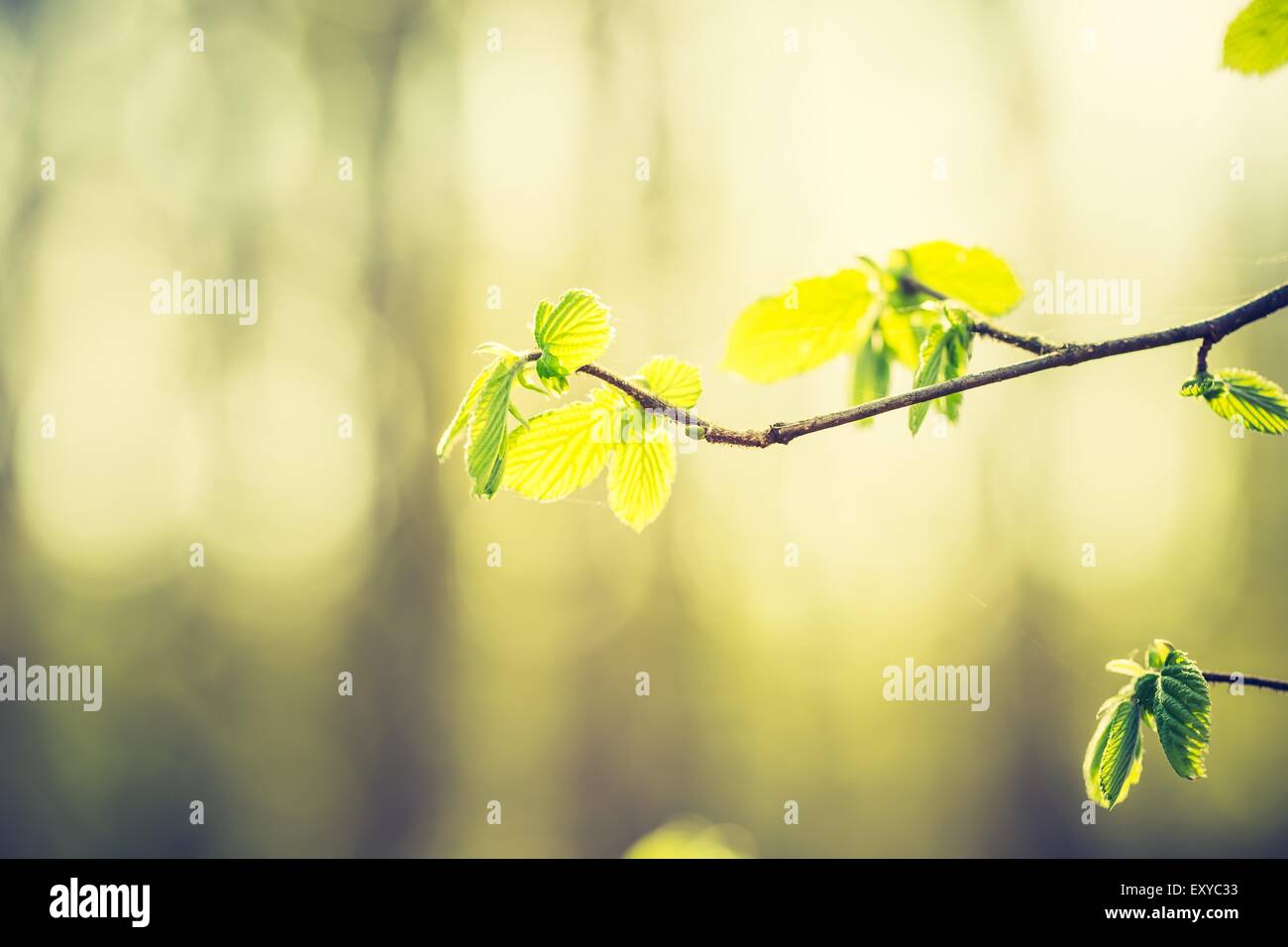 Vintage photo of new leaves on tree branches. Nature background. Forest ...
