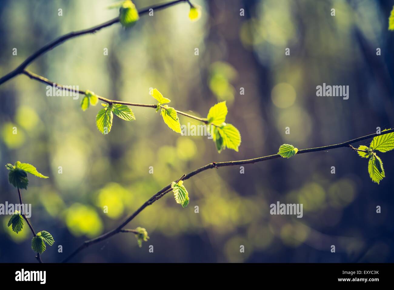 Vintage photo of new leaves on tree branches. Nature background. Forest ...