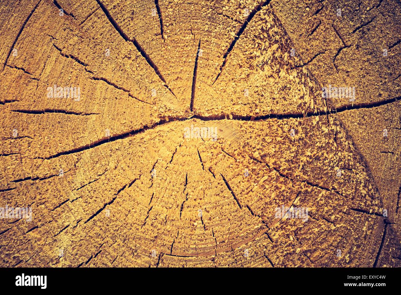 Vintage photo of background of sliced tree trunk. Close up of tree ...