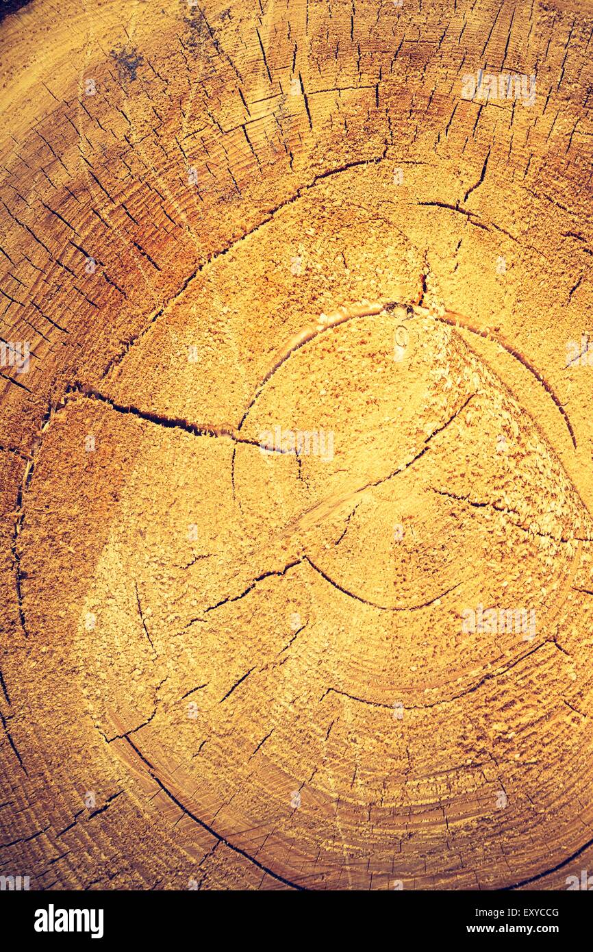 Vintage photo of background of sliced tree trunk. Close up of tree ...