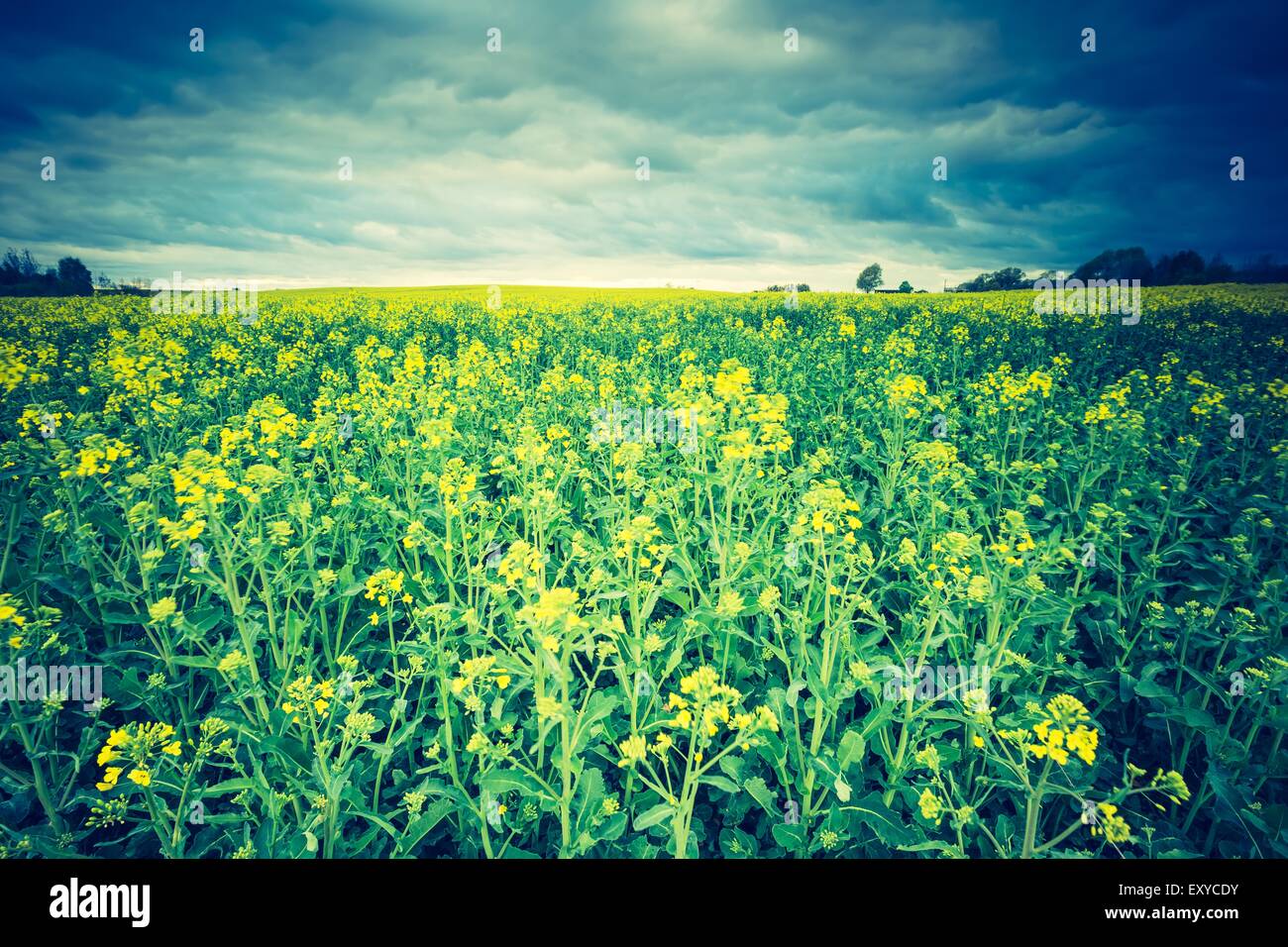 Vintage photo of blooming rapeseed field at sunrise. Beautiful ...