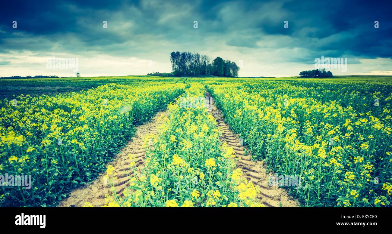 Vintage photo of blooming rapeseed field at sunrise. Beautiful ...