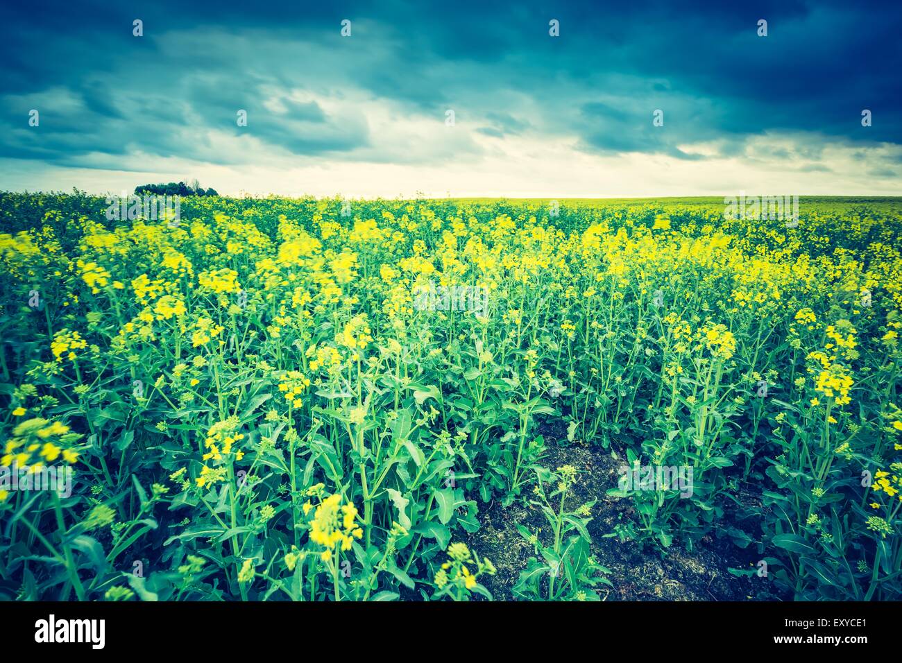 Vintage photo of blooming rapeseed field at sunrise. Beautiful ...