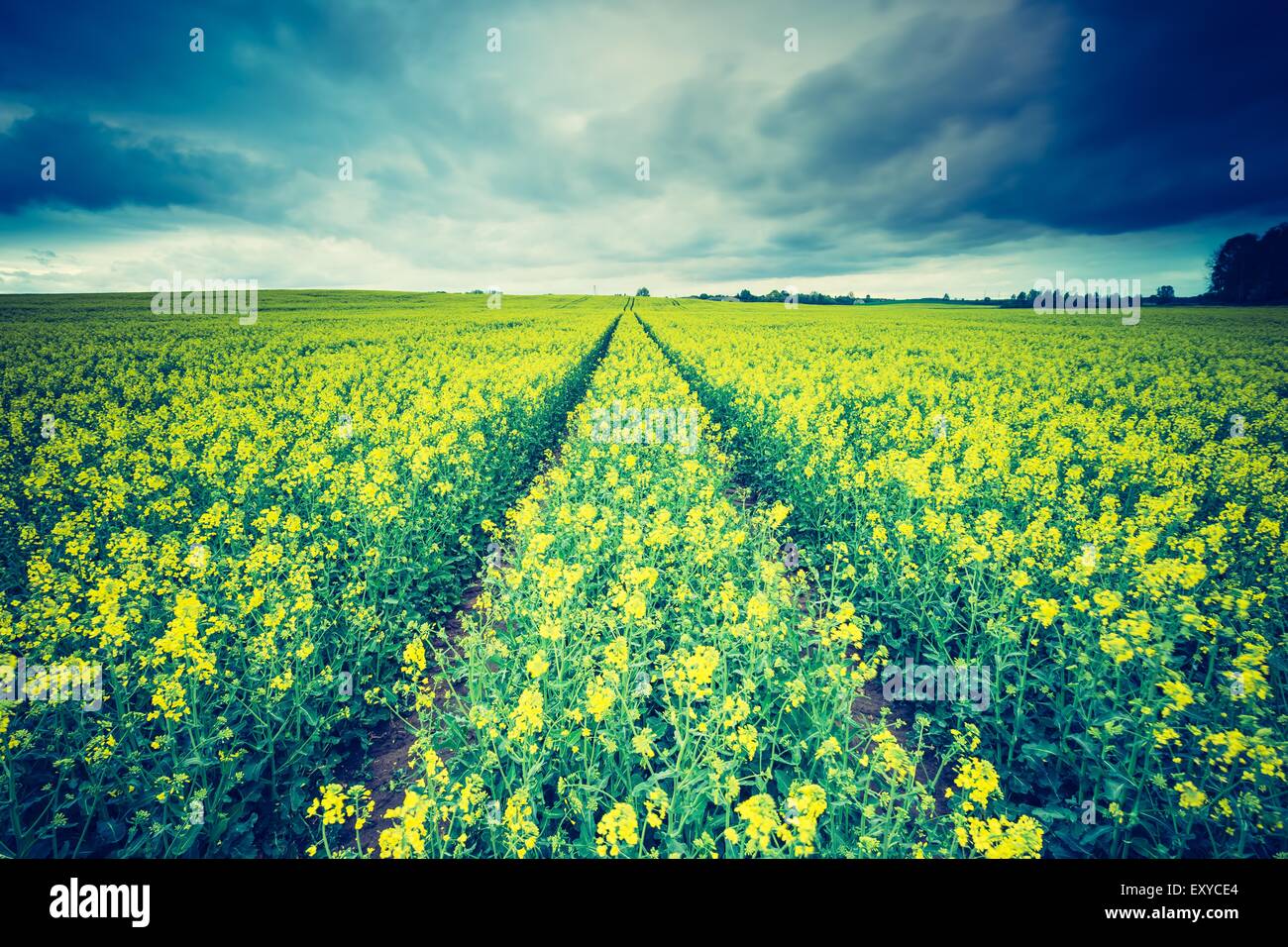 Vintage photo of blooming rapeseed field at sunrise. Beautiful ...