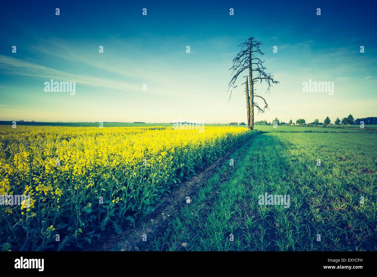 Vintage photo of blooming rapeseed field at sunrise. Beautiful ...