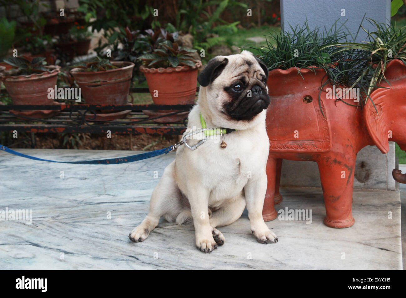 A pug waiting for its owner Stock Photo - Alamy