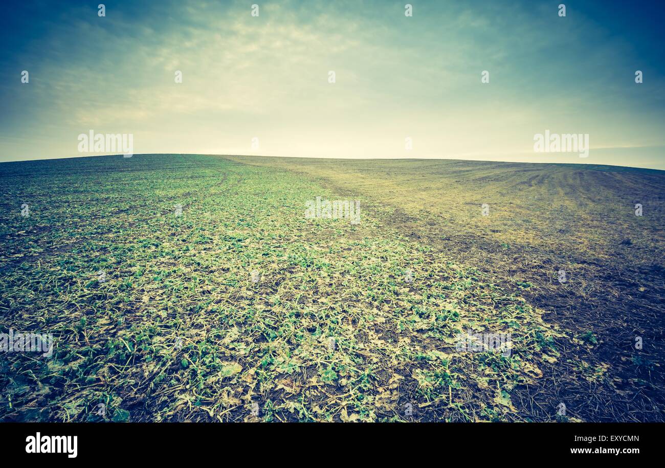Vintage photo of dry grass field. Photo with old colors mood.Cultivated ...