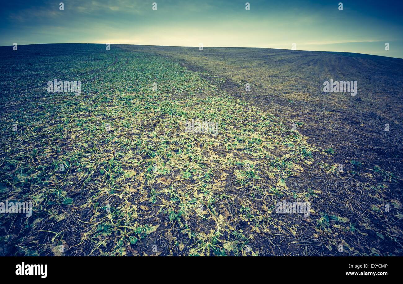 Vintage photo of dry grass field. Photo with old colors mood.Cultivated ...